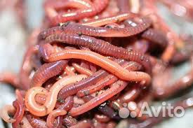 Продается калифорнийский червь оптом и в розницу
