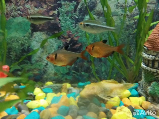 Рыбки миноры 2шт