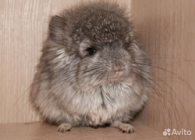 Шиншилла Ангора, самец