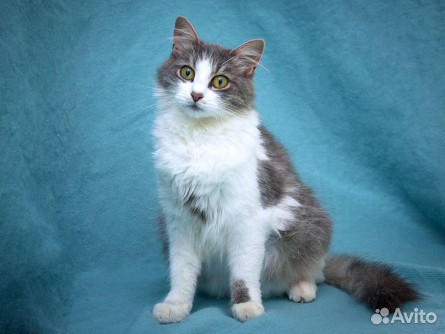 Ласковая пушистая кошечка Пэтси