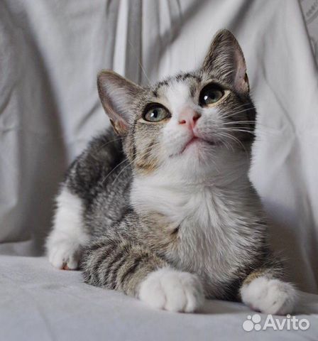 Котёнок девочка 3 мес Ася в добрые руки
