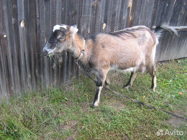 Продам козу