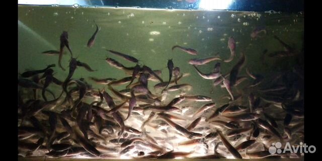 Посадочный материал клариевый сом