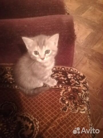 Шотландский котёнок в добрые руки