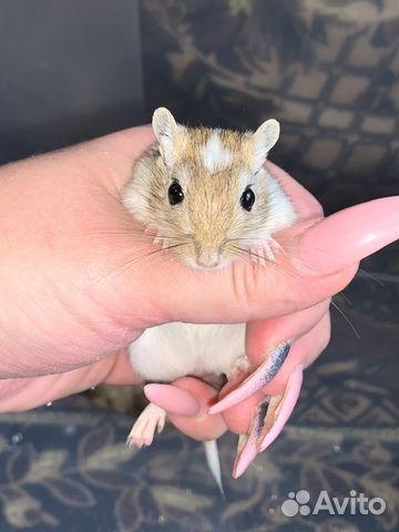 Песчанки - очаровательные девчонки