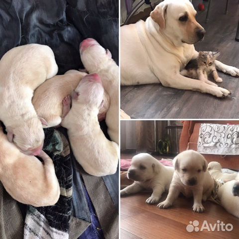 Лабрадор-ретривер