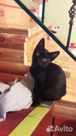 Умный шикарный черный котик в дар