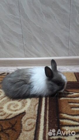 Кролики декоративные