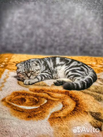 Вязка шотландский вислоухий