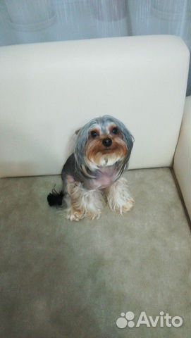 Йоркширский терьер