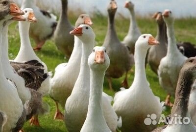 В продаже утки,гуси,куры
