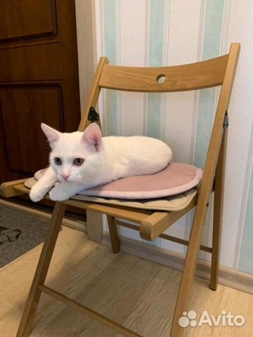 Кот, настоящий дворянин 6 мес