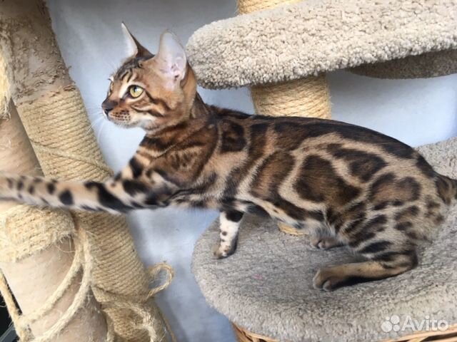Питомник предлагает яркую Бенгальскую кошечку
