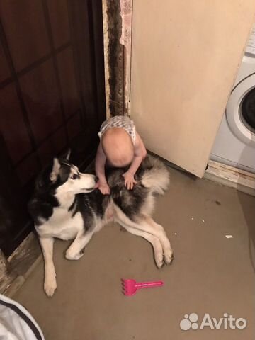 Отдам собаку в хорошие руки