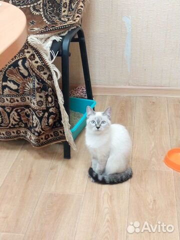 Кошка Анфиса