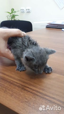 Котенок