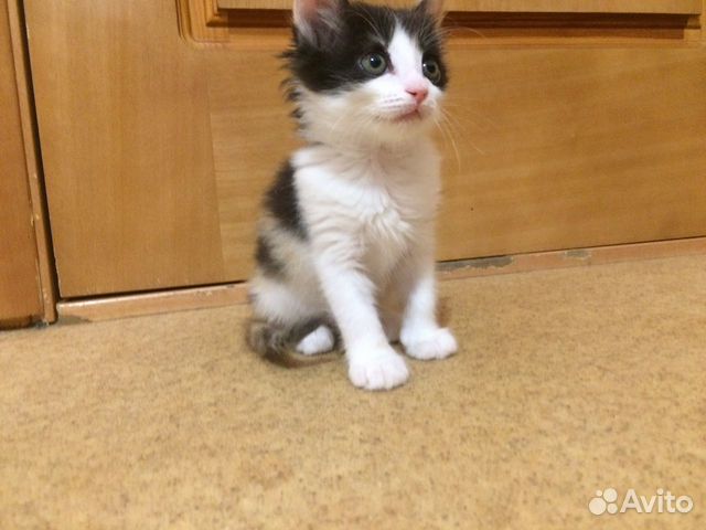 Котенок в добрые руки