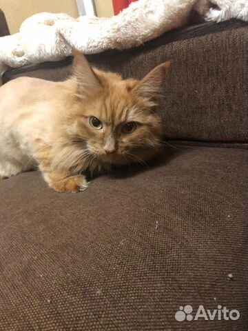 Отдам в добрые руки кошечку зовут Кэти
