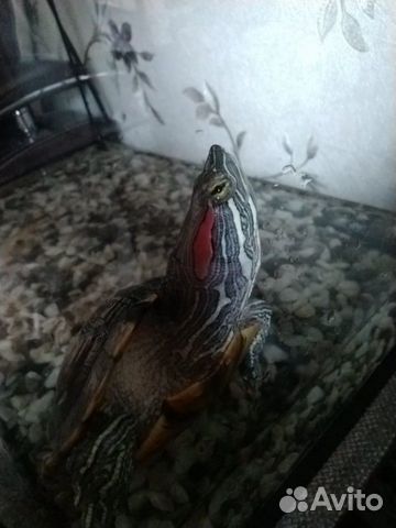 Красноухая черепаха мальчик