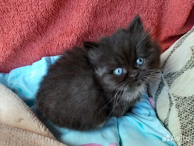 Милые бриташечки ищут заботливых хозяев