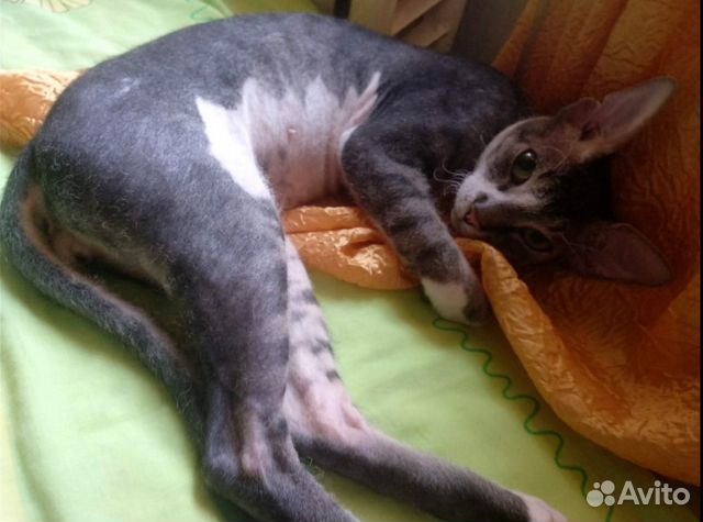 Отдам котика донской сфинкс браш