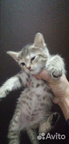 Котёнок серый британец на четверть