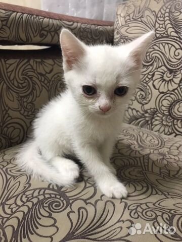 Котятки очаровашки