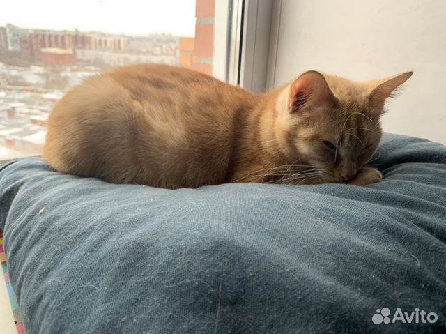 Кошка Ариша