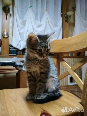 Котенок Вьюшка ищет дом