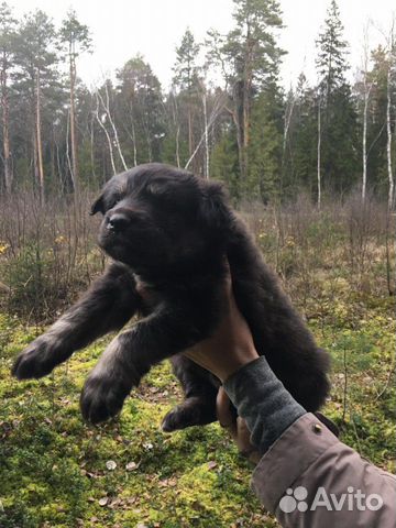 Щенок бесплатно