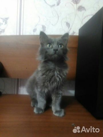 Котенок