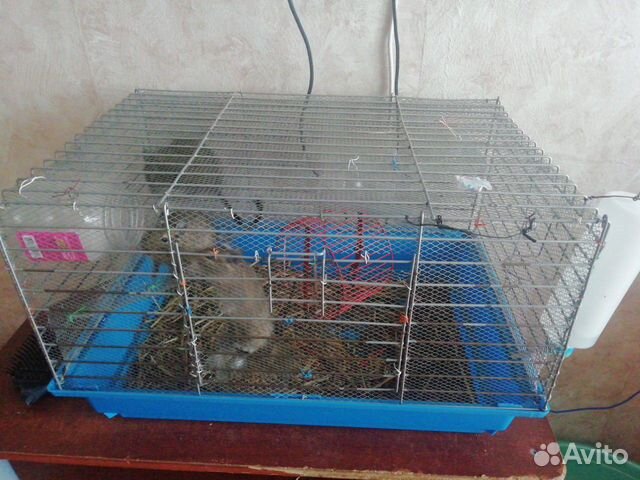 Белки дегу отдам в хорошие руки, вместе с клеткой