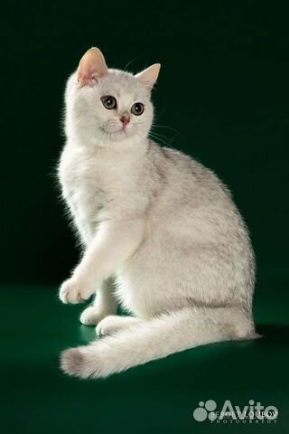 Обалденные котята драгоценного окраса