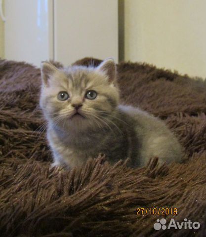 Шотландская малышка