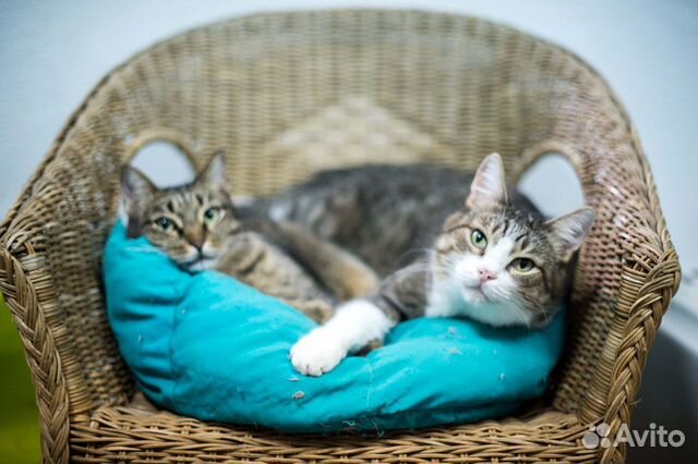 Кот и кошка в добрые руки