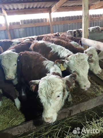 Телята бычки телочки