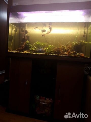 Аквариум