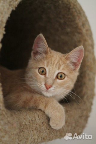 Котенок Миндаль