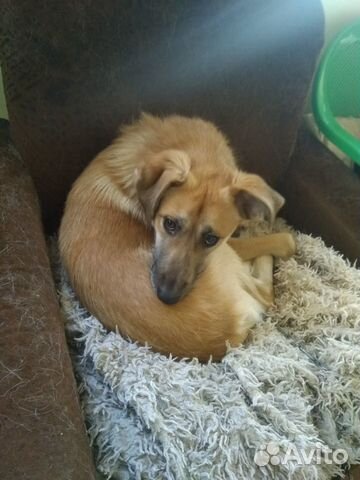 Ищет дом красавиц Лис