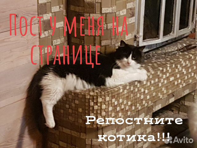 Кот мистер пушитсер