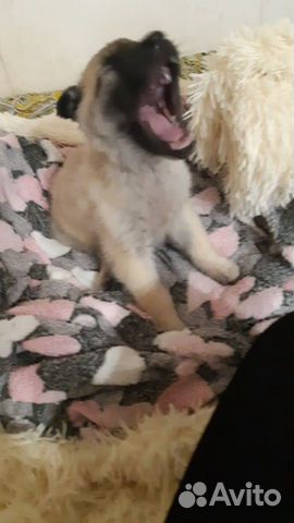 Классная щенуля девочка