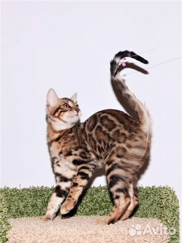 Красивая кошечка готова к переезду