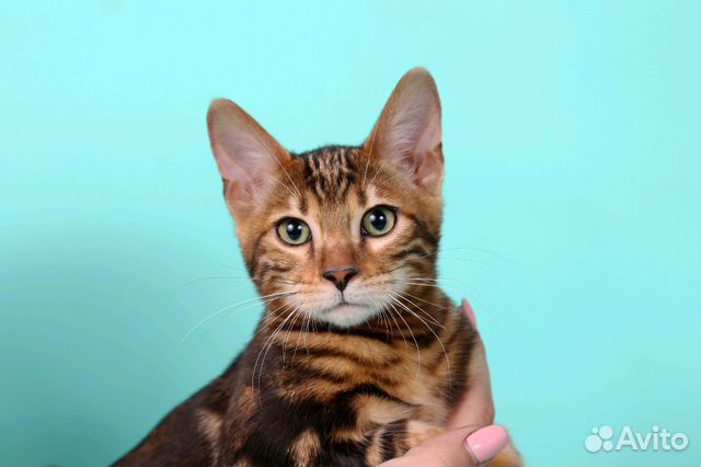 Black King красавец для души и выставок)