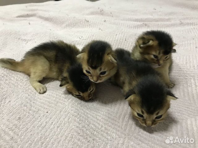 Абиссинцы с геном сомали