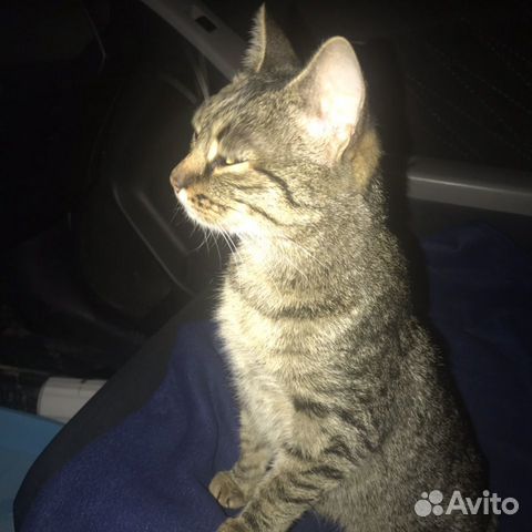 Кошечка