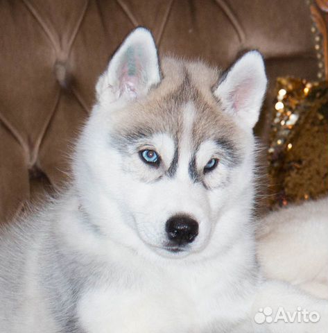 Голубоглазка в поисках владельцев