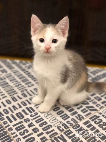 Котёнок ищет дом
