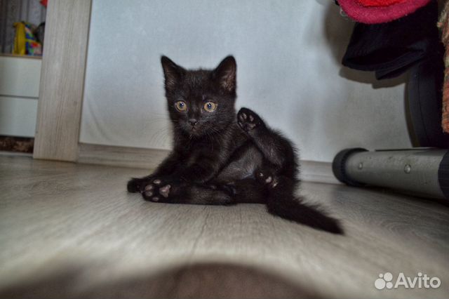 Black cat