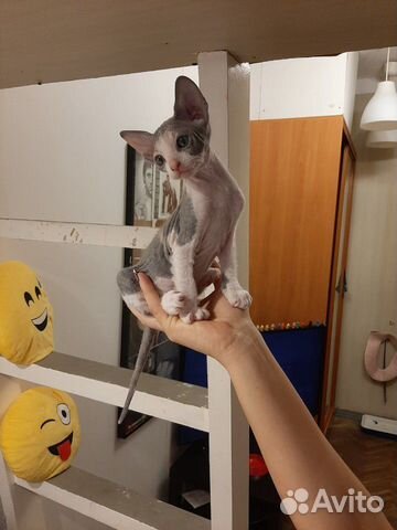 Котята конадского сфинкса