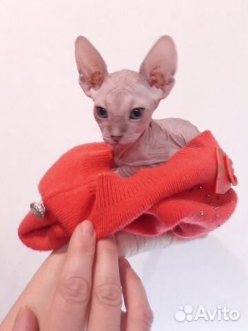 Кошечка канадского сфинкса